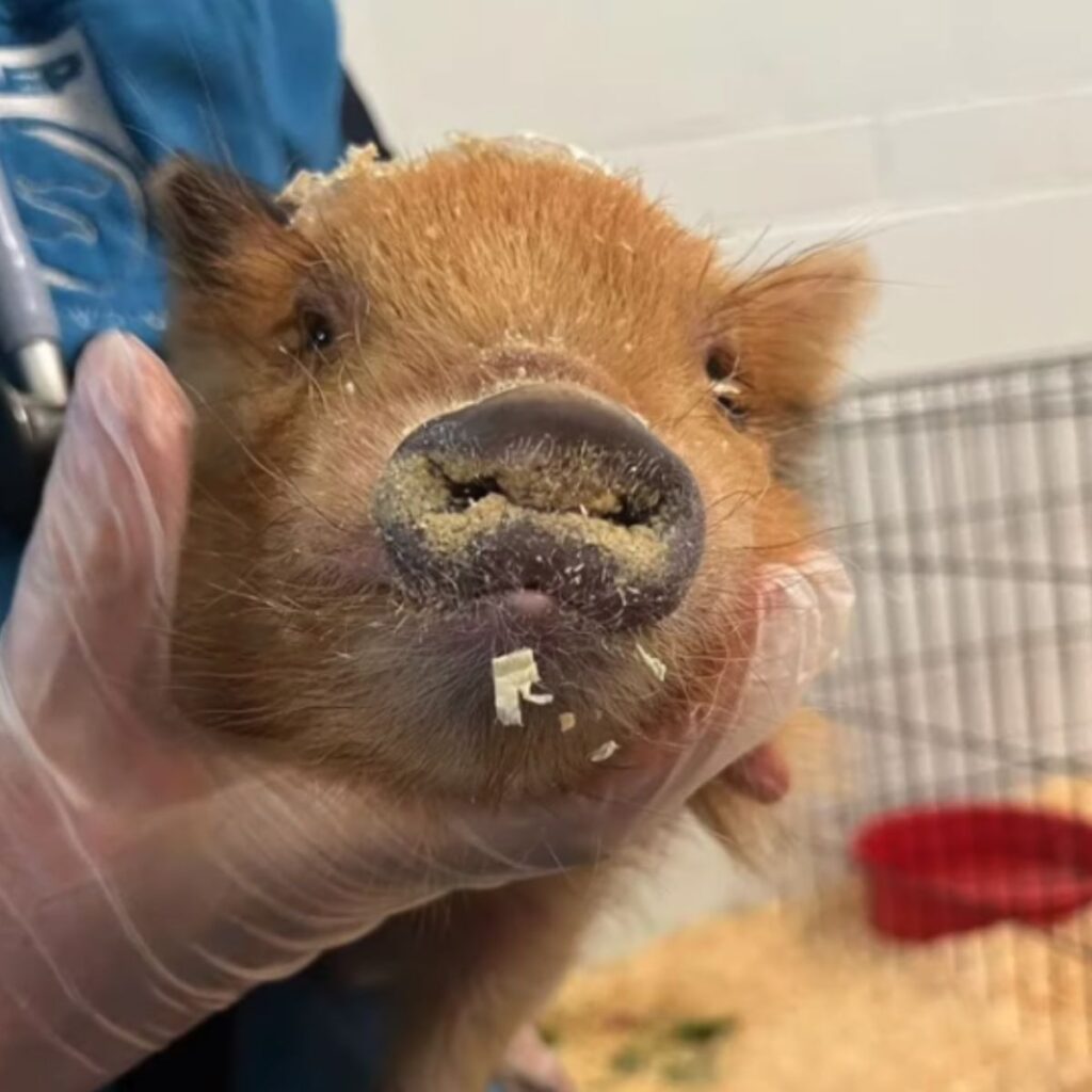 Tiny Piglet Survives A Near-Fatal Injury Thanks To A Kind Man Who Never ...