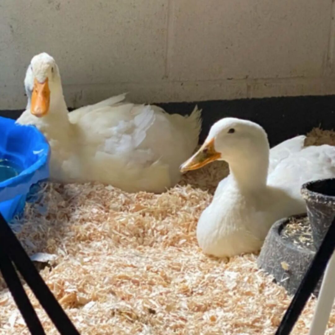 Injured Duck Spends His Final Moments With His Loyal Emotional Support ...