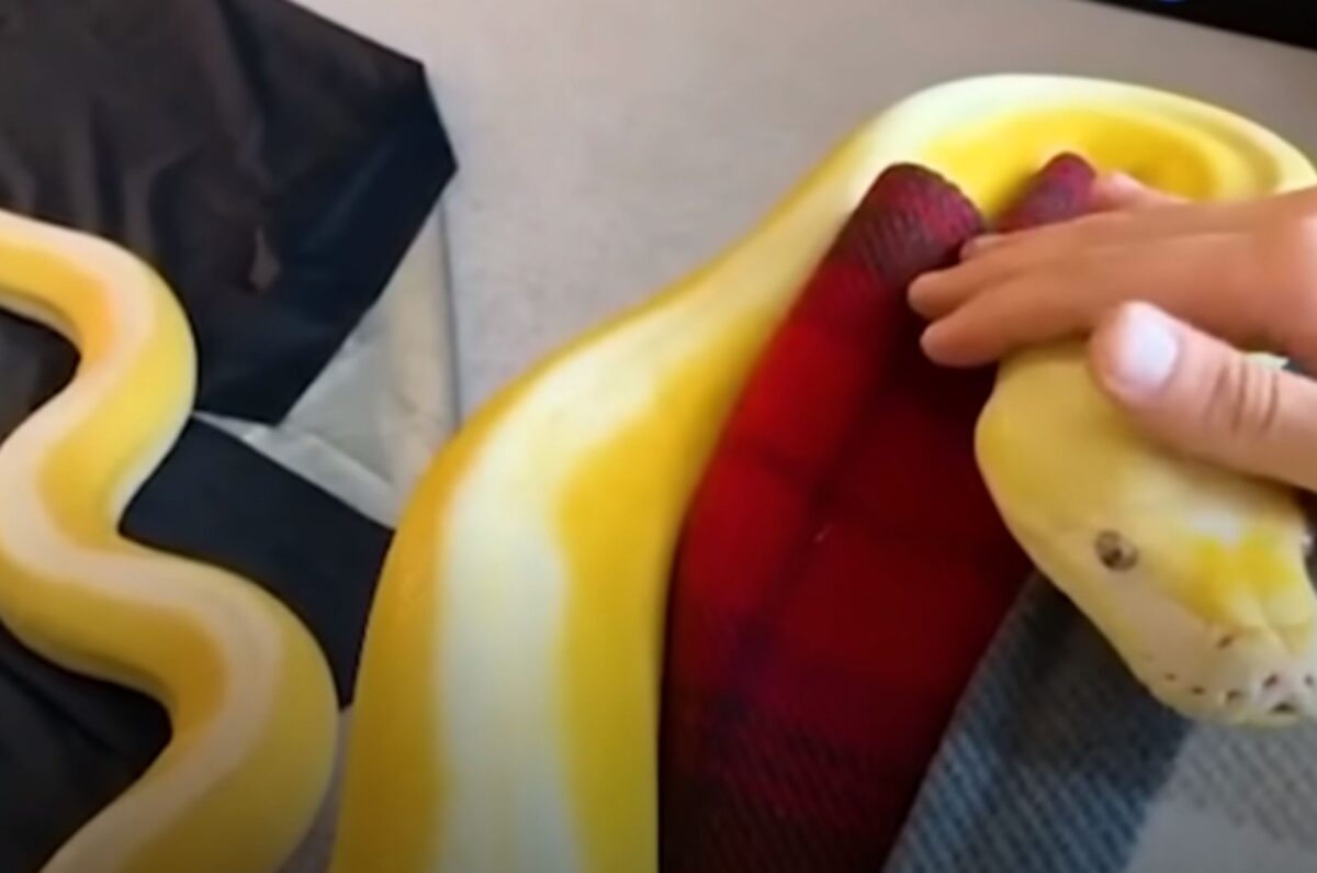 7-Year-Old Girl Hosts Tea Parties With Her Giant 16-Foot Pythons