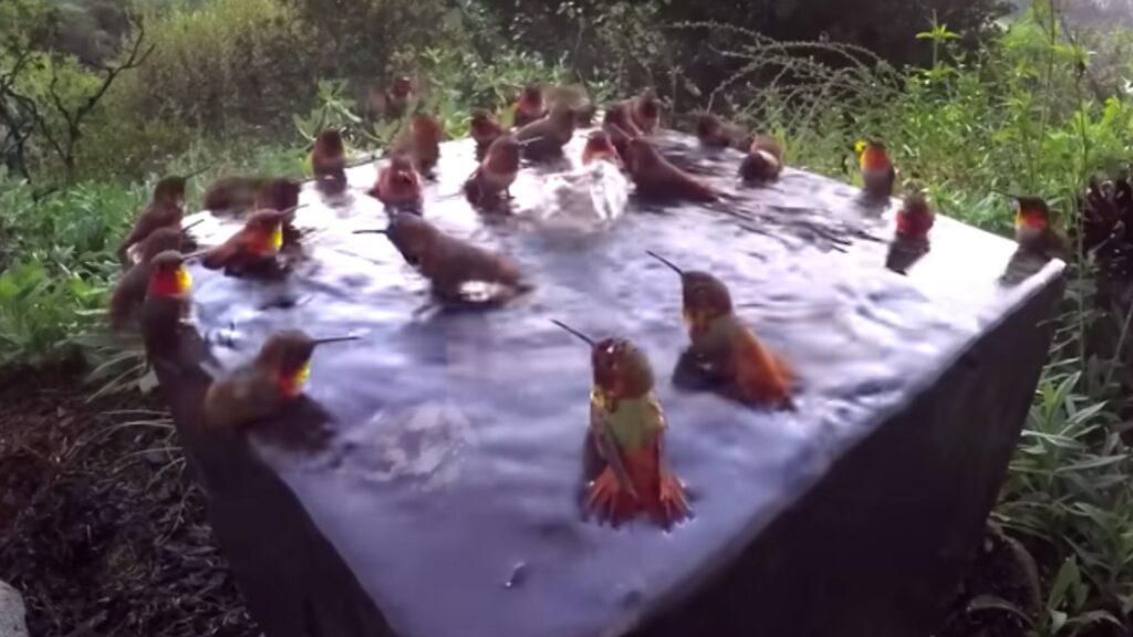 30 Hummingbirds Transform A Bird Bath Into A Charming Mini Pool Party