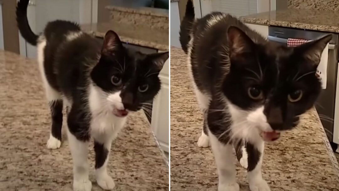Cat’s Unbelievably Deep Meow Takes The Internet By Storm