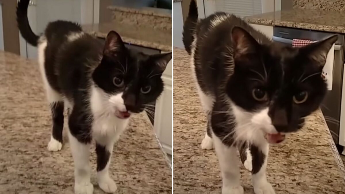 Cat’s Unbelievably Deep Meow Takes The Internet By Storm