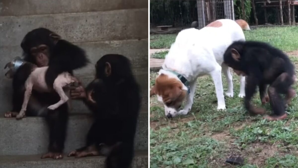 Camera Captures A Heartfelt Moment Of Panda Mom Embracing Her Baby She ...