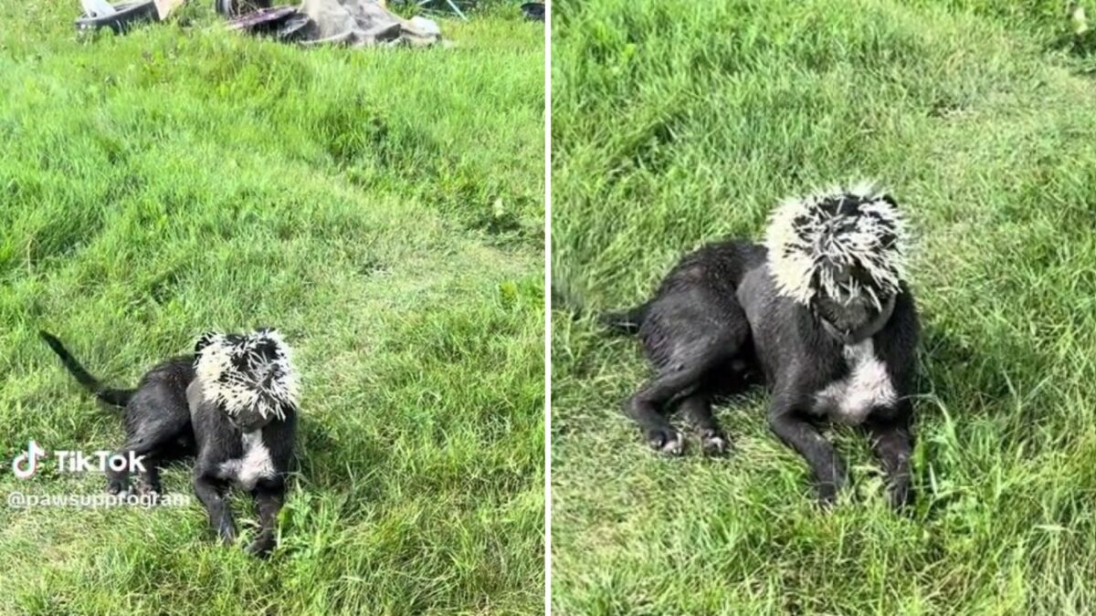 Dog Covered in Porcupine Quills Can’t Stop Wagging His Tail When He ...