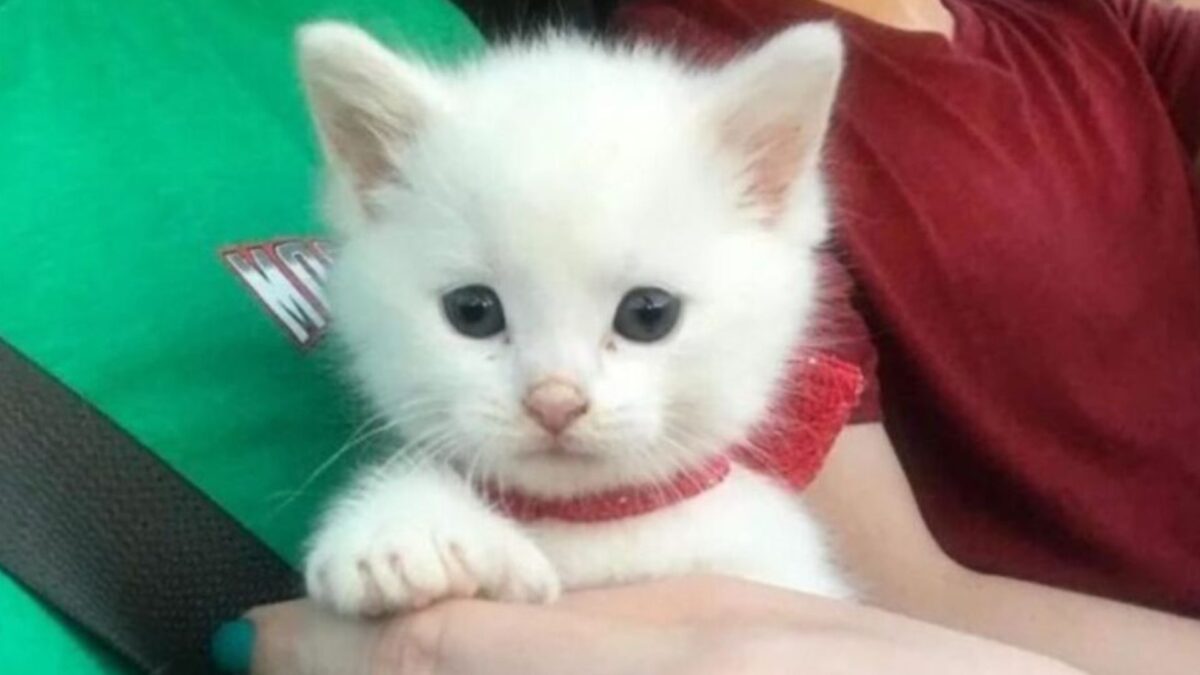 Kitten Almost Euthanized For A Bizarre Reason Gets Saved By A ...