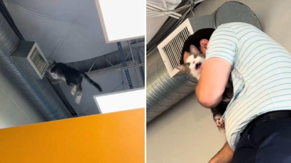 The Great Gender Reveal Goes Hilariously Wrong As Gracie The Cat Turns ...