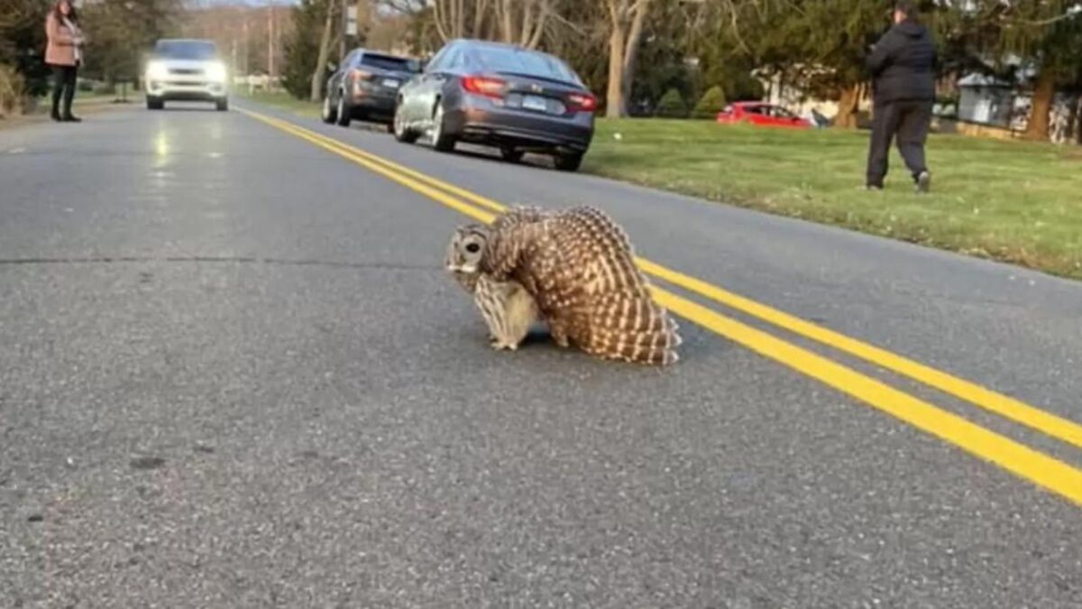 Woman Spots An Injured Owl On A Busy Road And Her Reaction Surprises ...