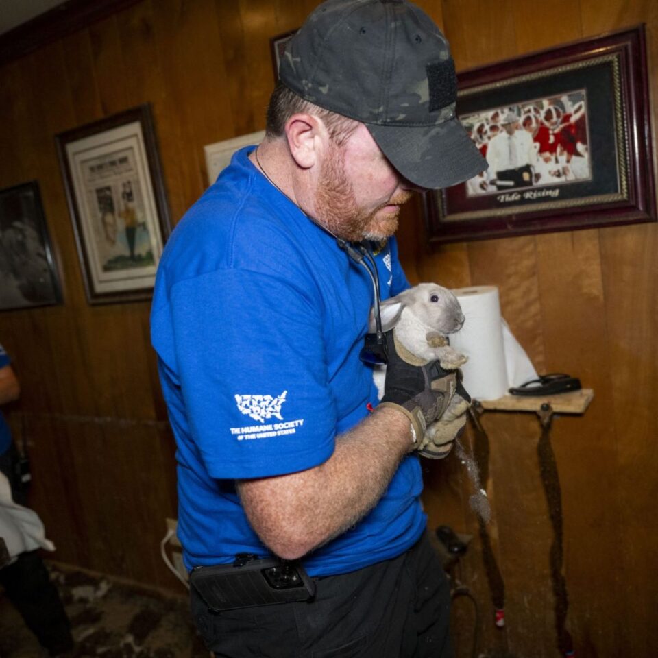 Tennessee Rabbit Owner Desperately Seeks Help As He Can No Longer Care ...