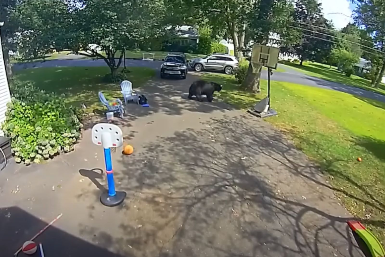 Security Camera Footage Shows Family’s Close Call With A Wild Animal In ...