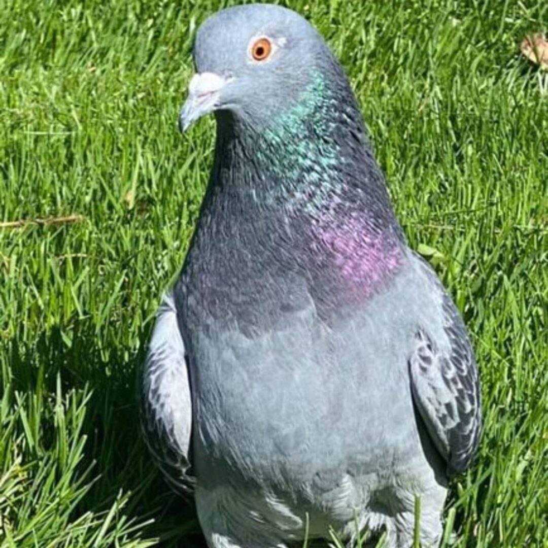 Rochester Pigeon Unable To Fly Finds His Life Purpose Fostering Newborn Puppies