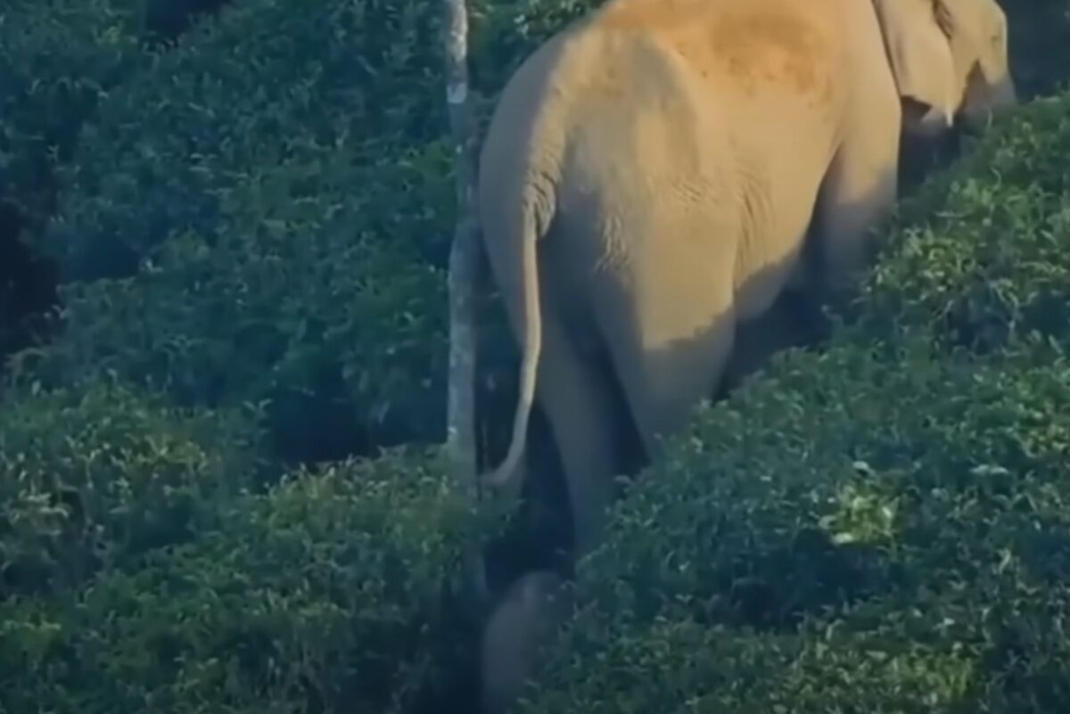 Elephant Mother Cuddles Her Baby Days After He Got Separated From The Herd
