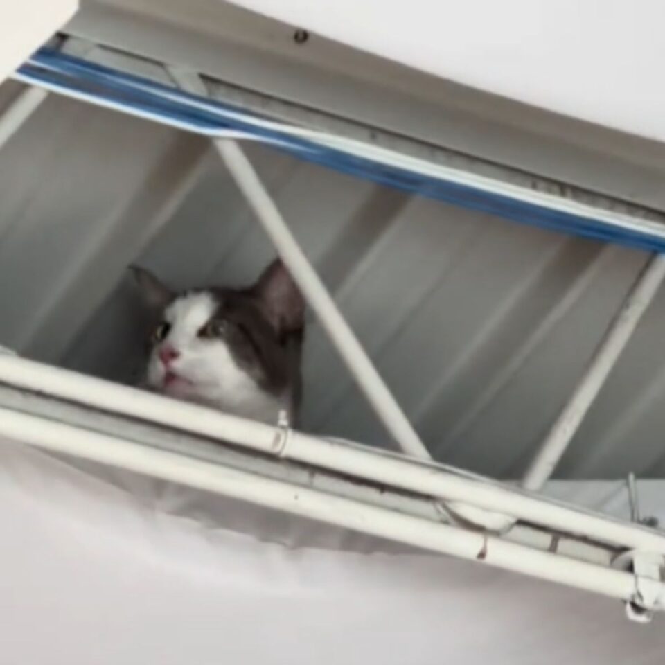 The Great Gender Reveal Goes Hilariously Wrong As Gracie The Cat Turns ...