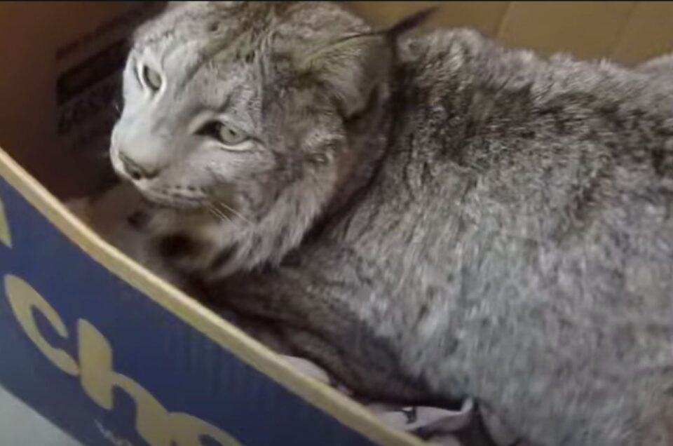 Non-Domesticated Cat Goes Viral For His Calm Nature, Proving He’s Not ...