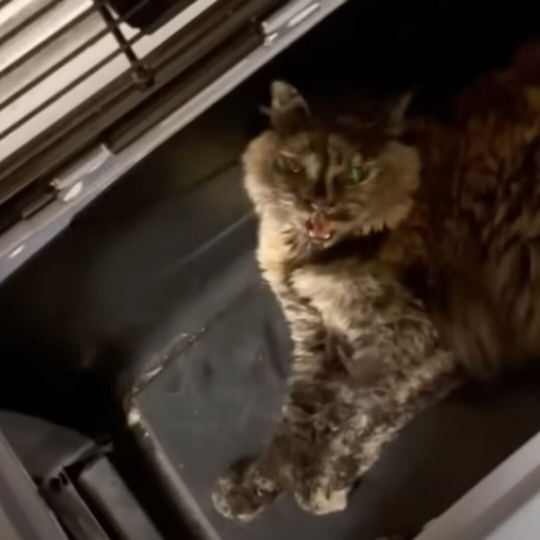 Frail Cat Found At California Starbucks Completely Transforms When A ...