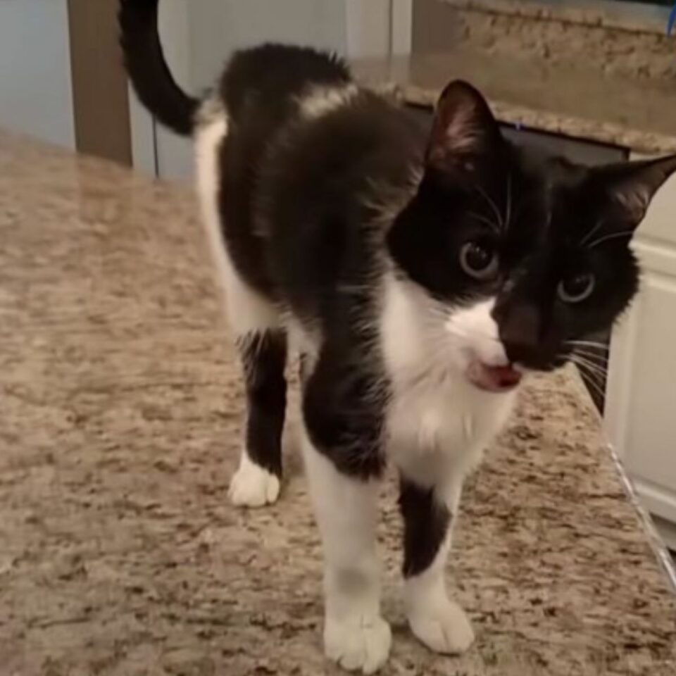 Cat’s Unbelievably Deep Meow Takes The Internet By Storm