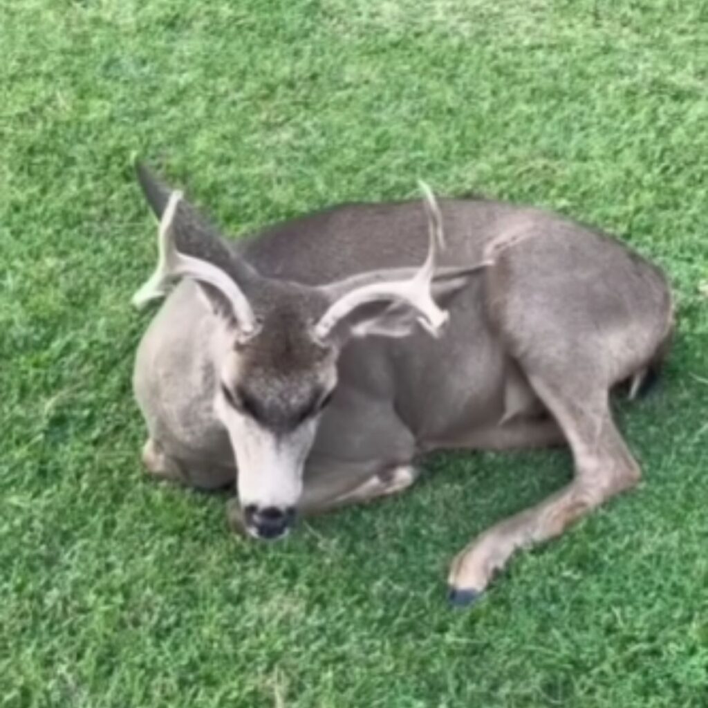 Abandoned Baby Deer Approaches Couple Begging For Help And Their ...