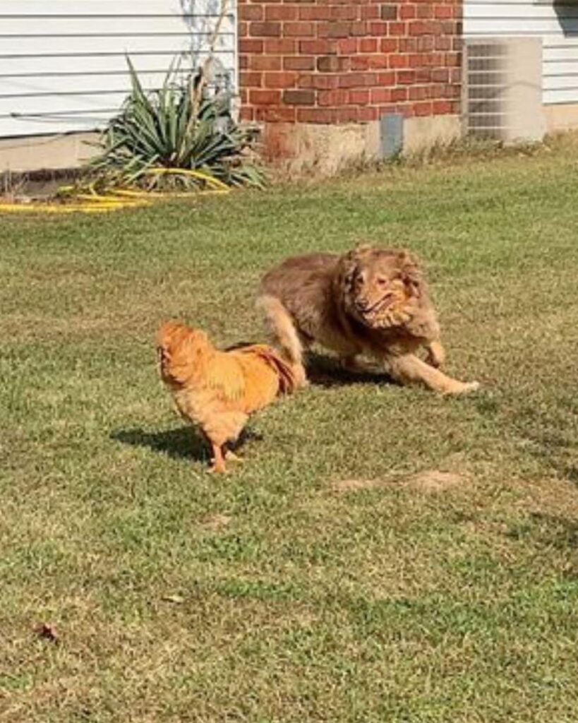 Dog Gets A Taste Of Feathered Fury When A Rooster Starts Chasing Her In ...