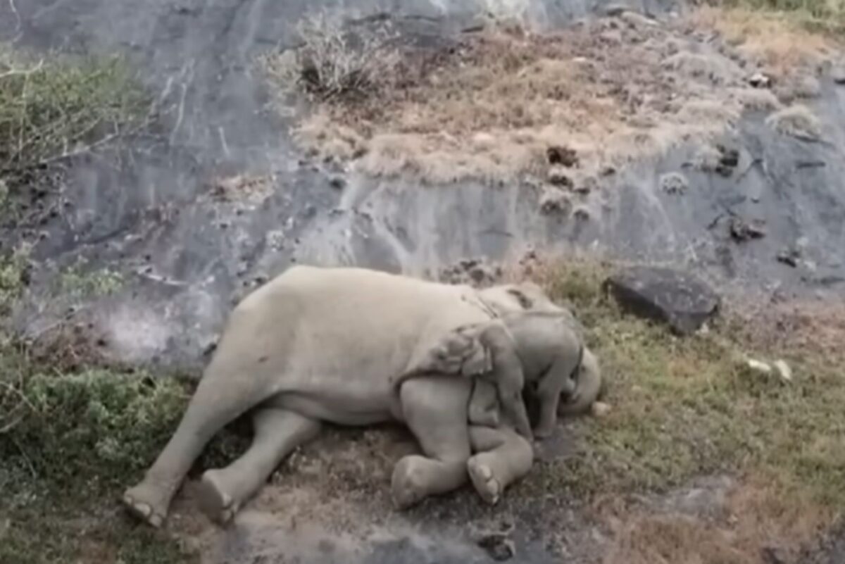 Elephant Mother Cuddles Her Baby Days After He Got Separated From The Herd