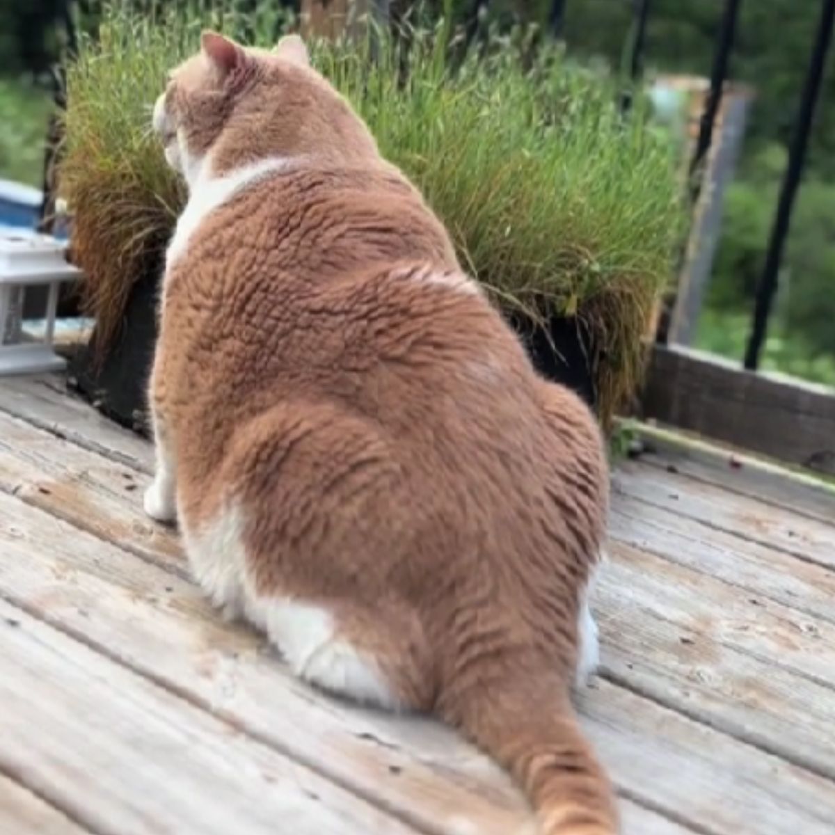 ‘Biggie Smalls’ The Cat Goes Viral For His Weight Loss Journey
