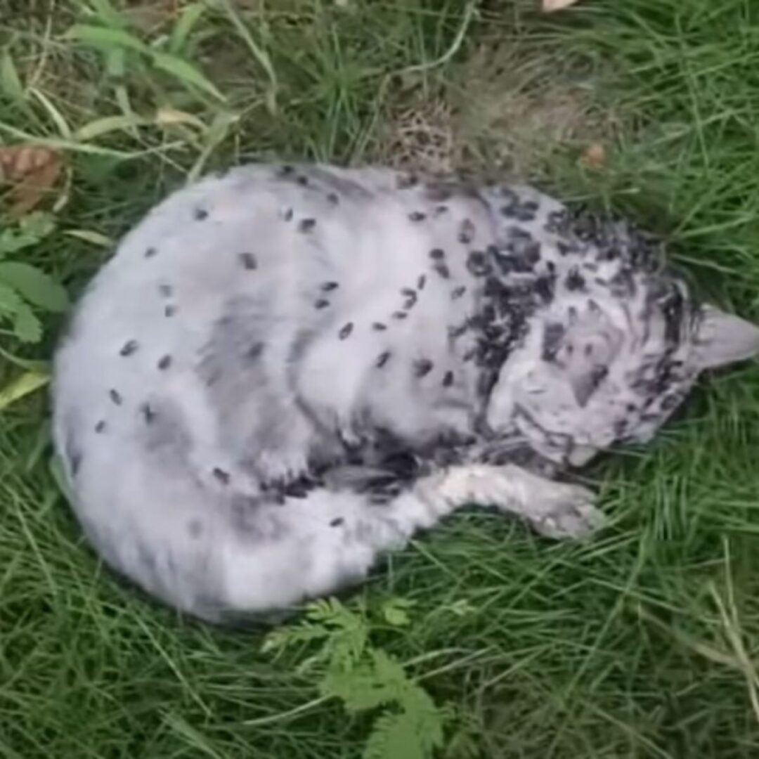 Cat Found Motionless On The Grass, Covered In Flies And Clinging To His ...