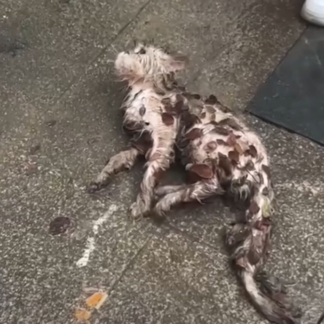 Frail Cat Comes Out Of The Bushes Covered In Leaves, Then Collapses On ...