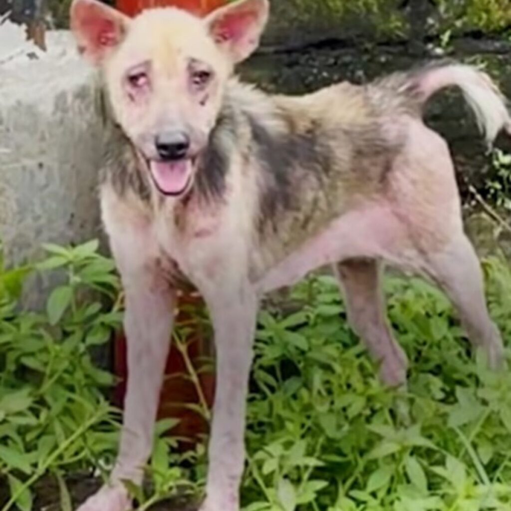 It Took Weeks To Rescue This Hairless, Skinny Dog, But Her ...
