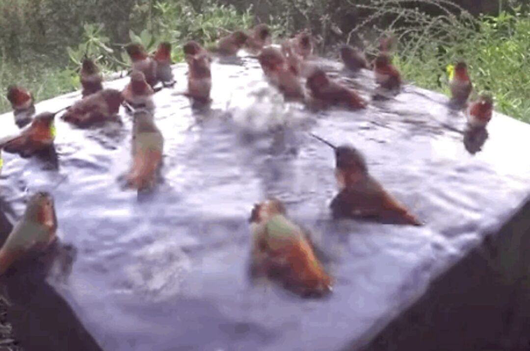 30 Hummingbirds Transform A Bird Bath Into A Charming Mini Pool Party