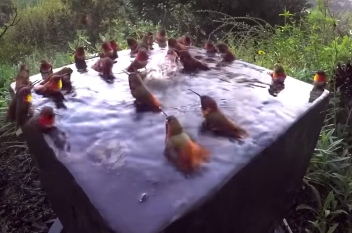 30 Hummingbirds Transform A Bird Bath Into A Charming Mini Pool Party