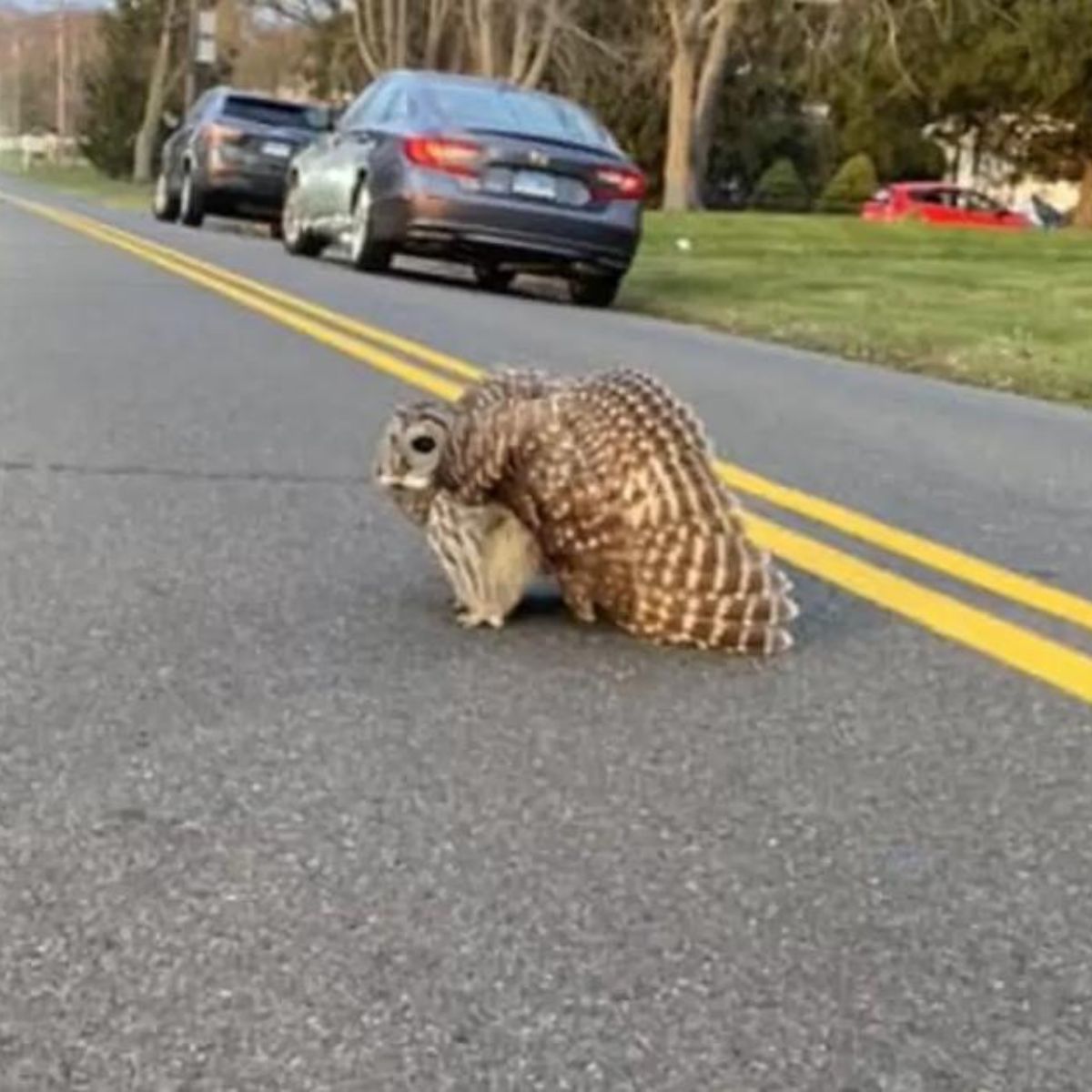 Woman Spots An Injured Owl On A Busy Road And Her Reaction Surprises ...