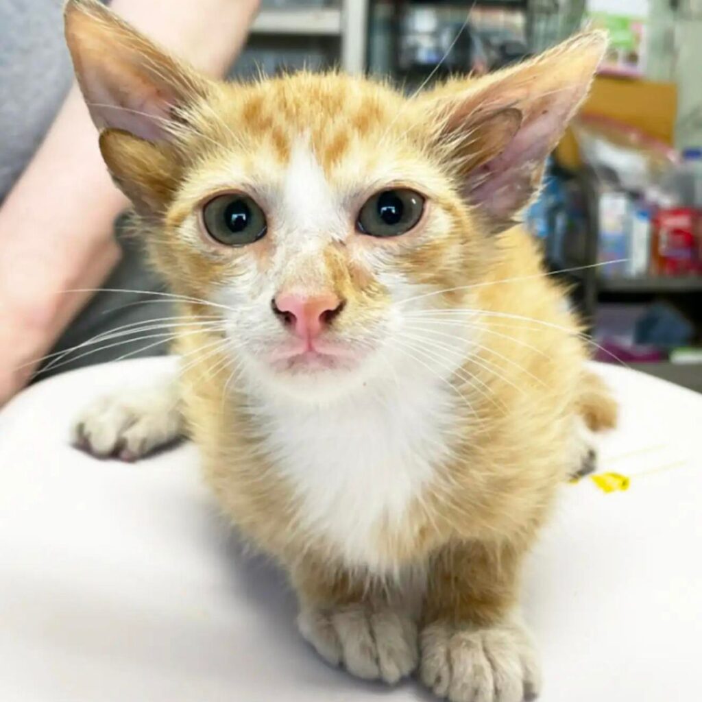 Kitten With An Uncommon Genetic Mutation Arrives At Tennessee Shelter ...