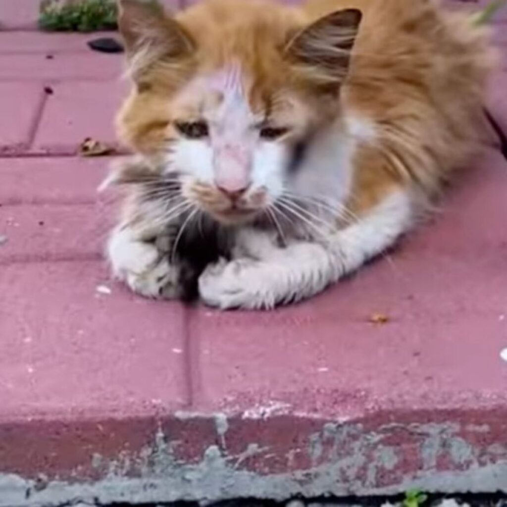 Kind Man Rescues An Injured And Malnourished Cat And Discovers A ...