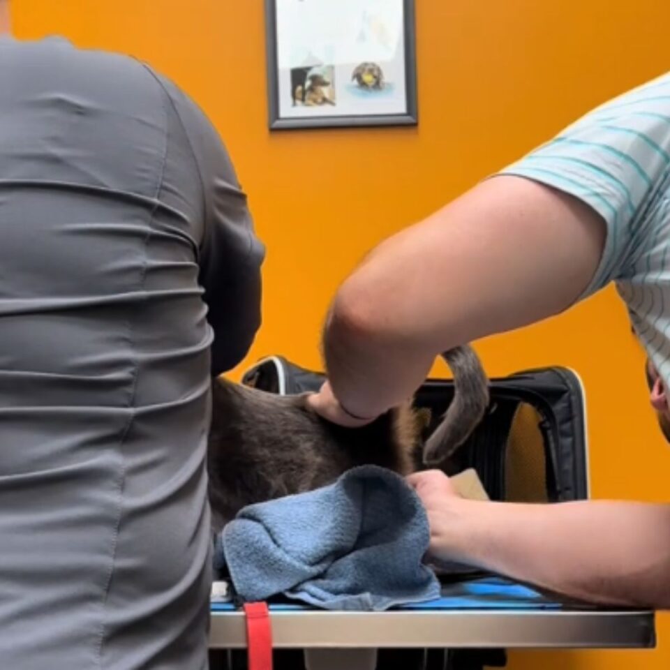 The Great Gender Reveal Goes Hilariously Wrong As Gracie The Cat Turns ...
