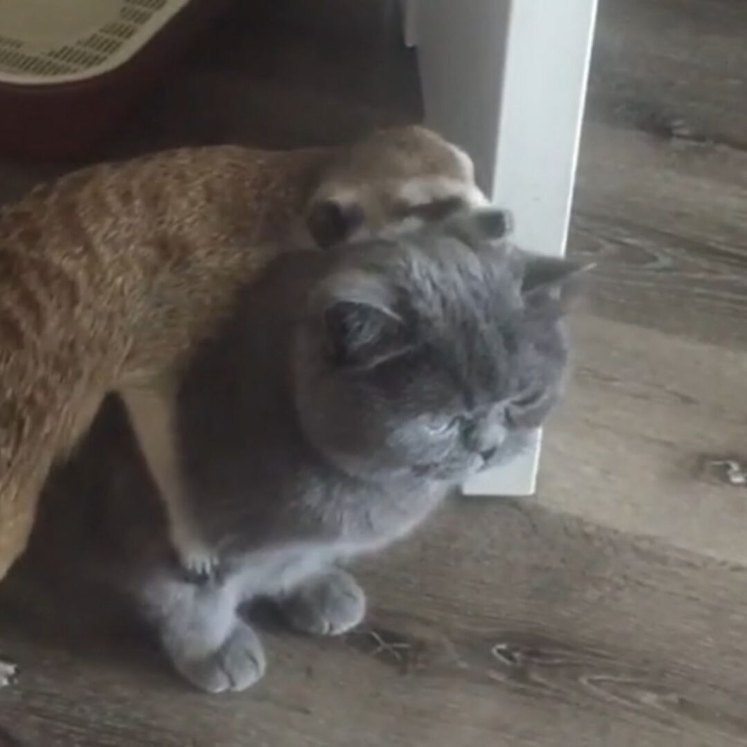 Cartoon-Like Friendship Between A Cat And A Meerkat Will Warm Your Heart