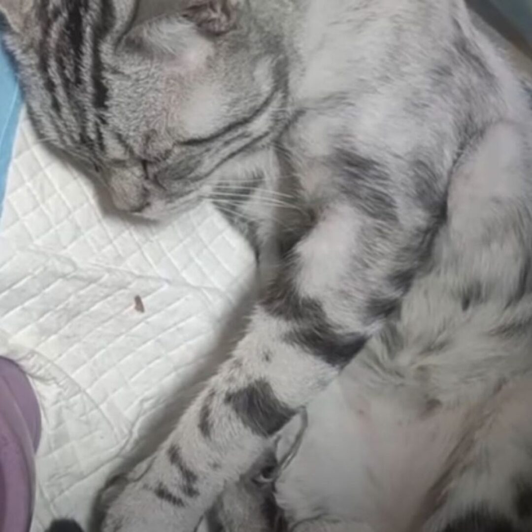 Cat Found Motionless On The Grass, Covered In Flies And Clinging To His ...