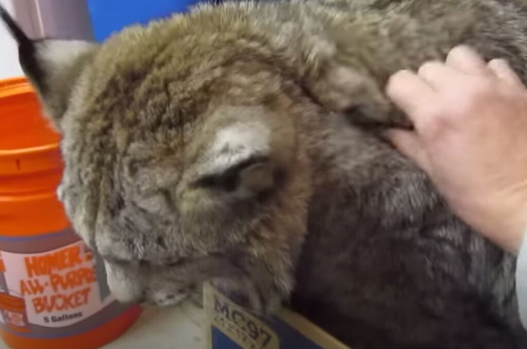 Non-Domesticated Cat Goes Viral For His Calm Nature, Proving He’s Not ...