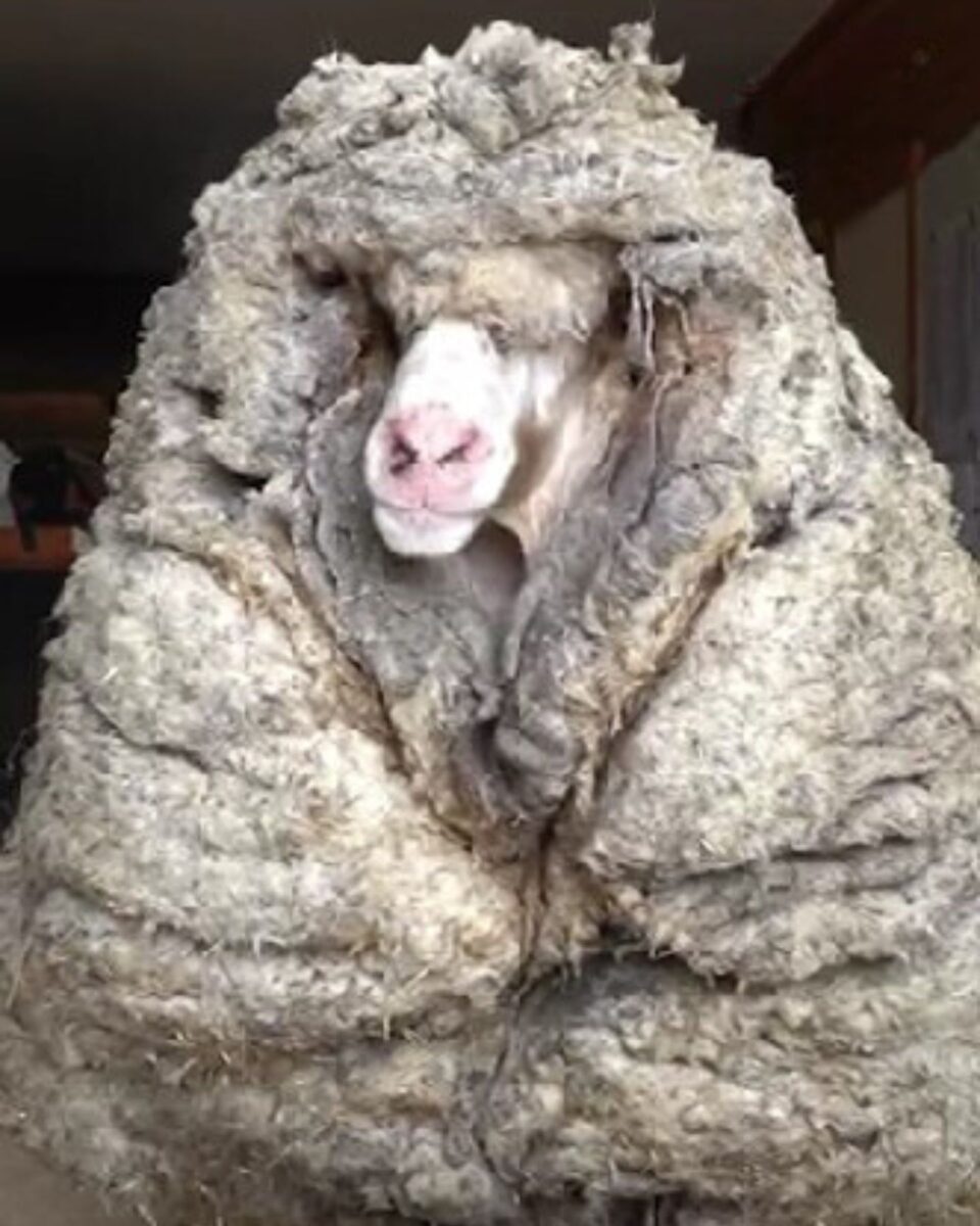 After Shearing 77 Pounds of Fleece, Baarack The Merino Ram Is ...