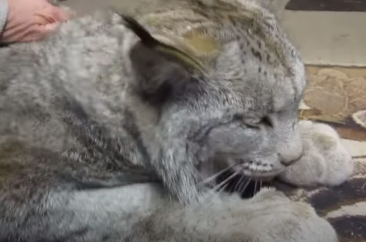 Non-Domesticated Cat Goes Viral For His Calm Nature, Proving He’s Not ...