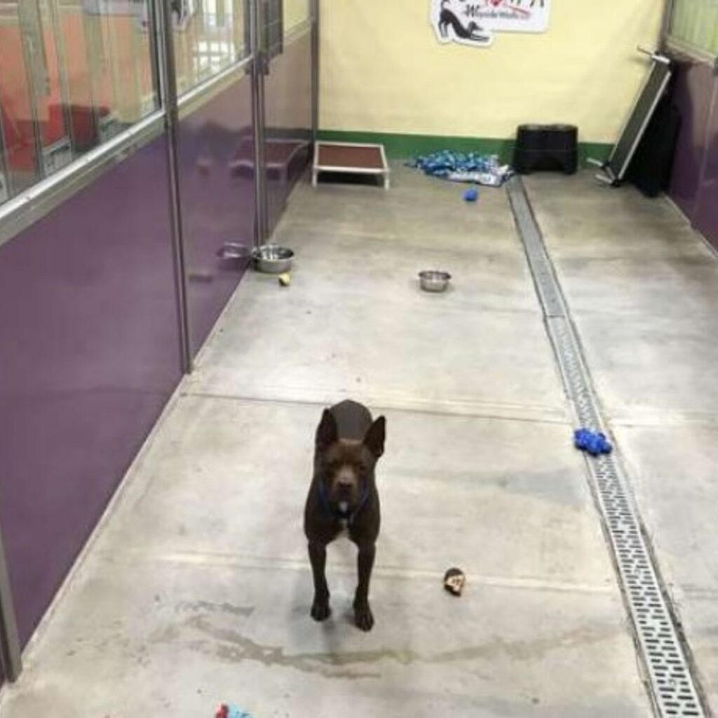 Pittie Gets Left Behind At The Shelter Not Knowing What He Did Wrong