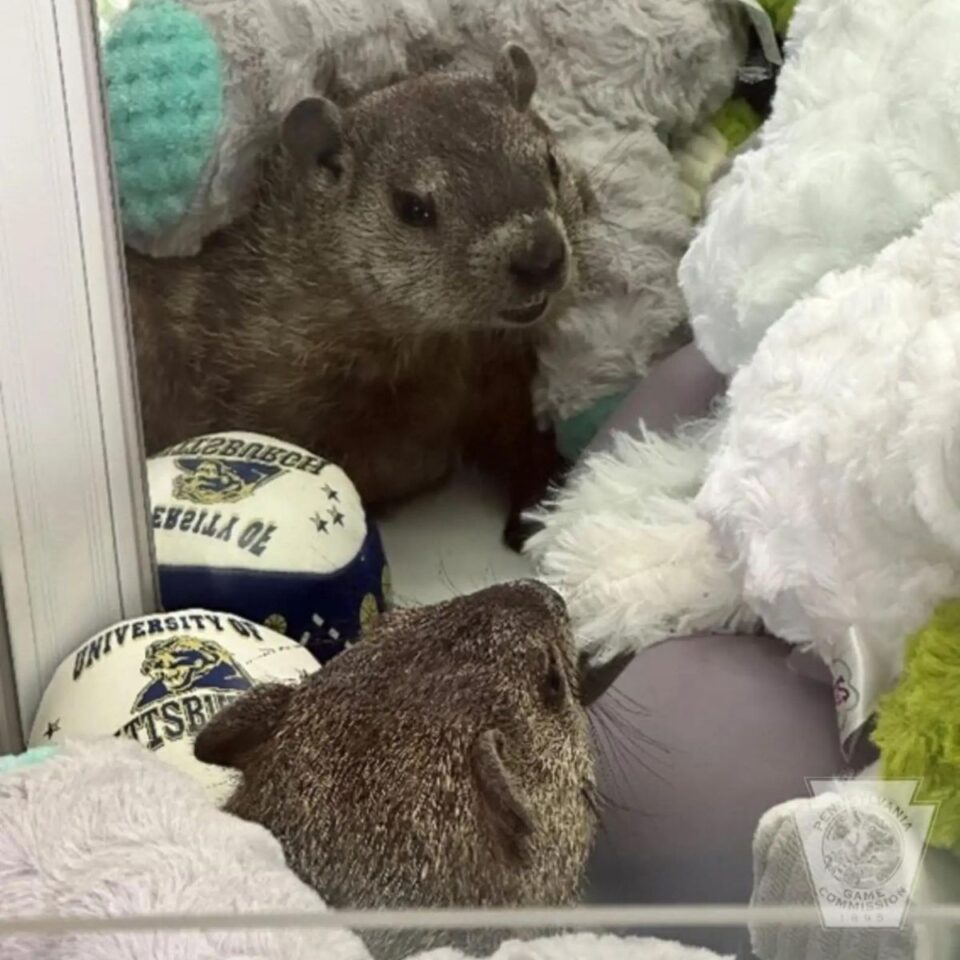 Pennsylvania Girl Finds A Stunning Surprise Moving Among The Plushies ...