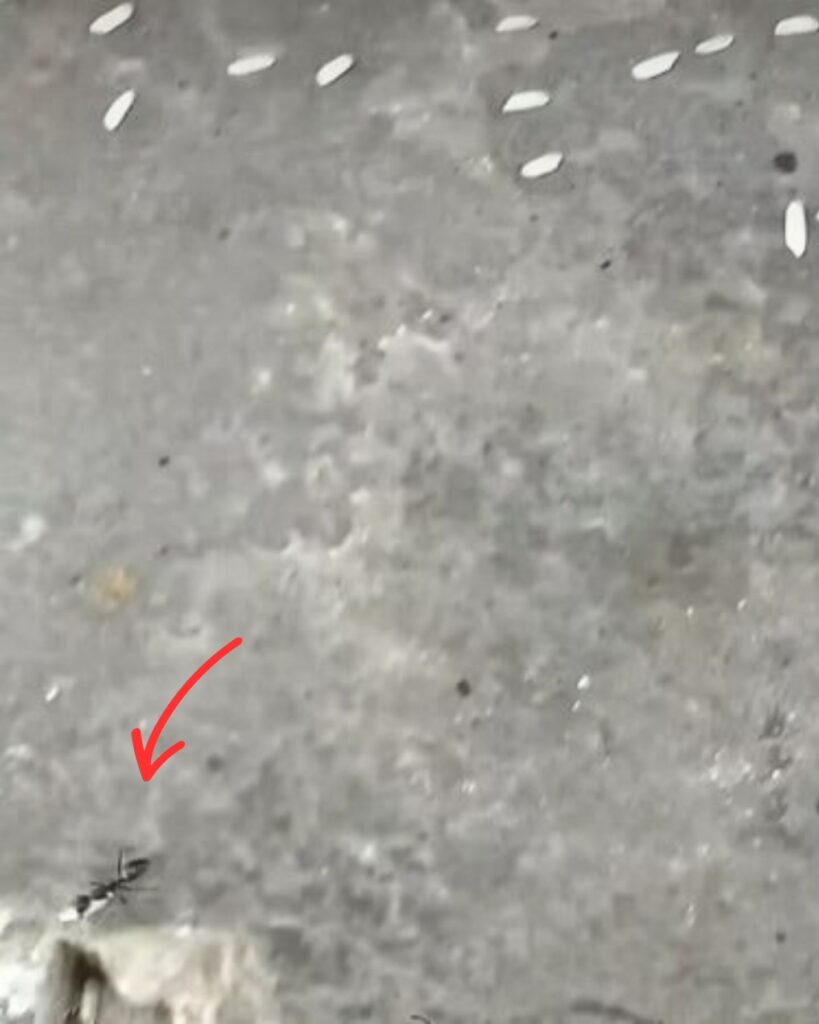 Clever Ant Teaches This Man That Genius Can Come In Tiny Packages, Too