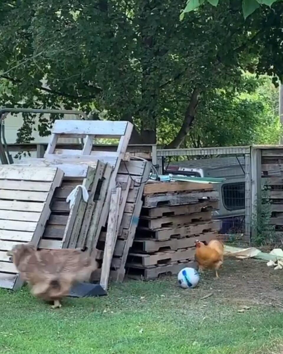 Dog Gets A Taste Of Feathered Fury When A Rooster Starts Chasing Her In ...