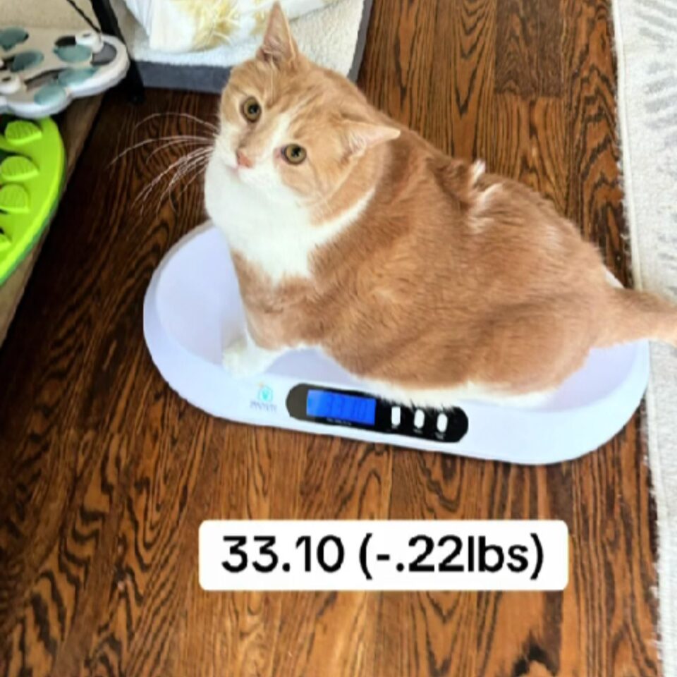 ‘Biggie Smalls’ The Cat Goes Viral For His Weight Loss Journey