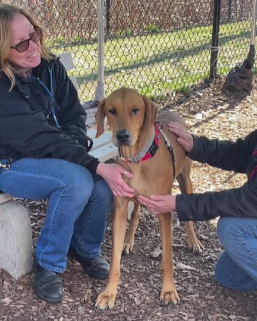 Stressed Mama Dog Found Abandoned In A Parking Lot With A Crate Full Of ...