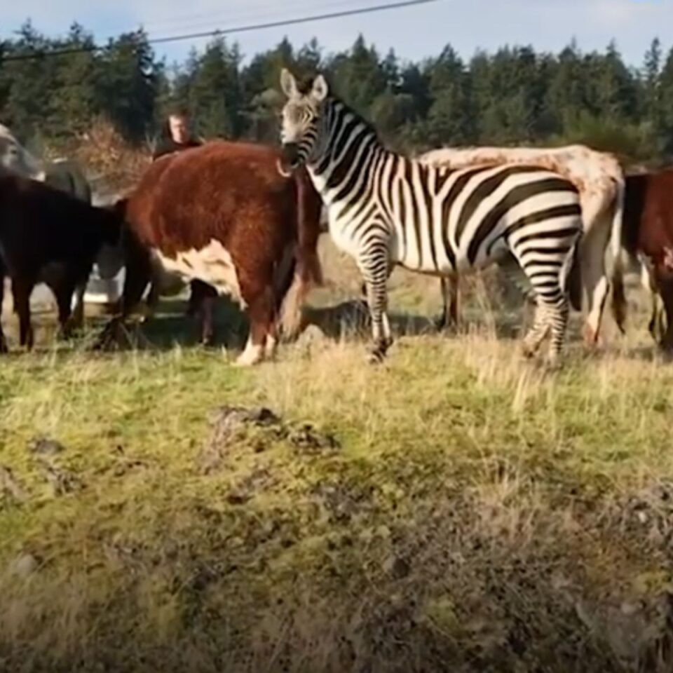 Wild Zebra Arrives At Cattle Farm And Transforms Into An Amazing ...