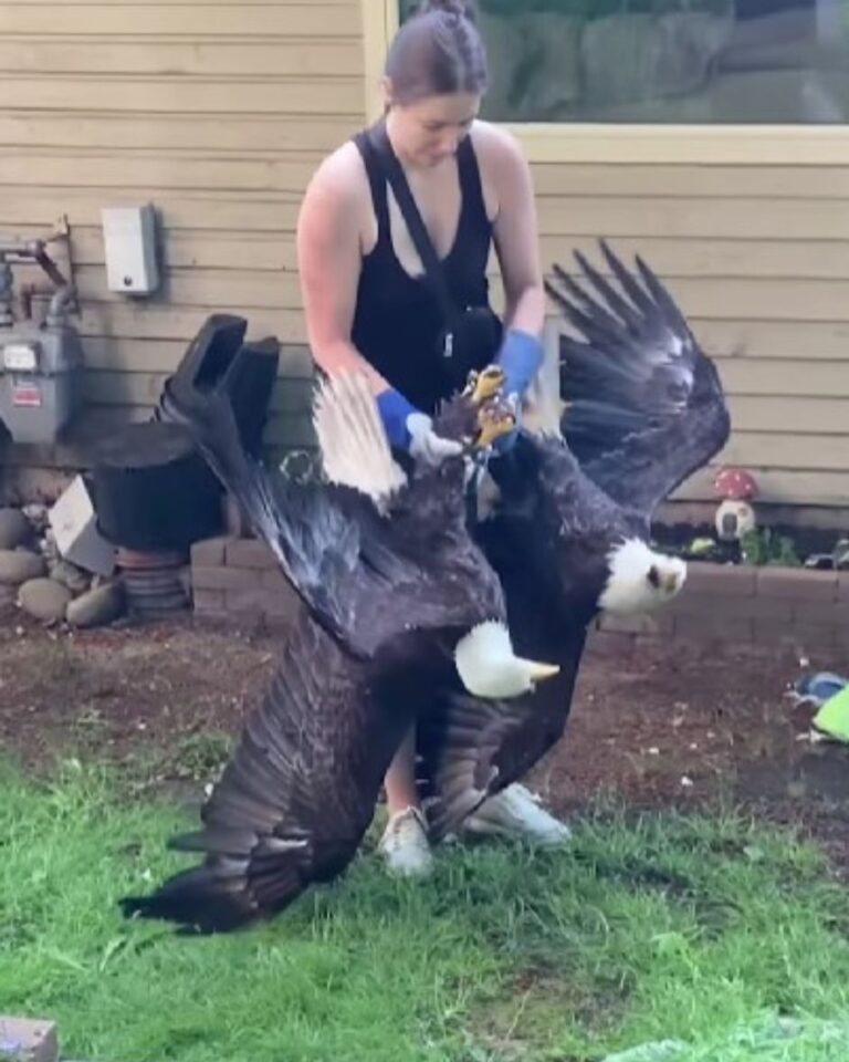 Two Mighty Bald Eagles Engage In A Battle So Intense They Get Entangled ...
