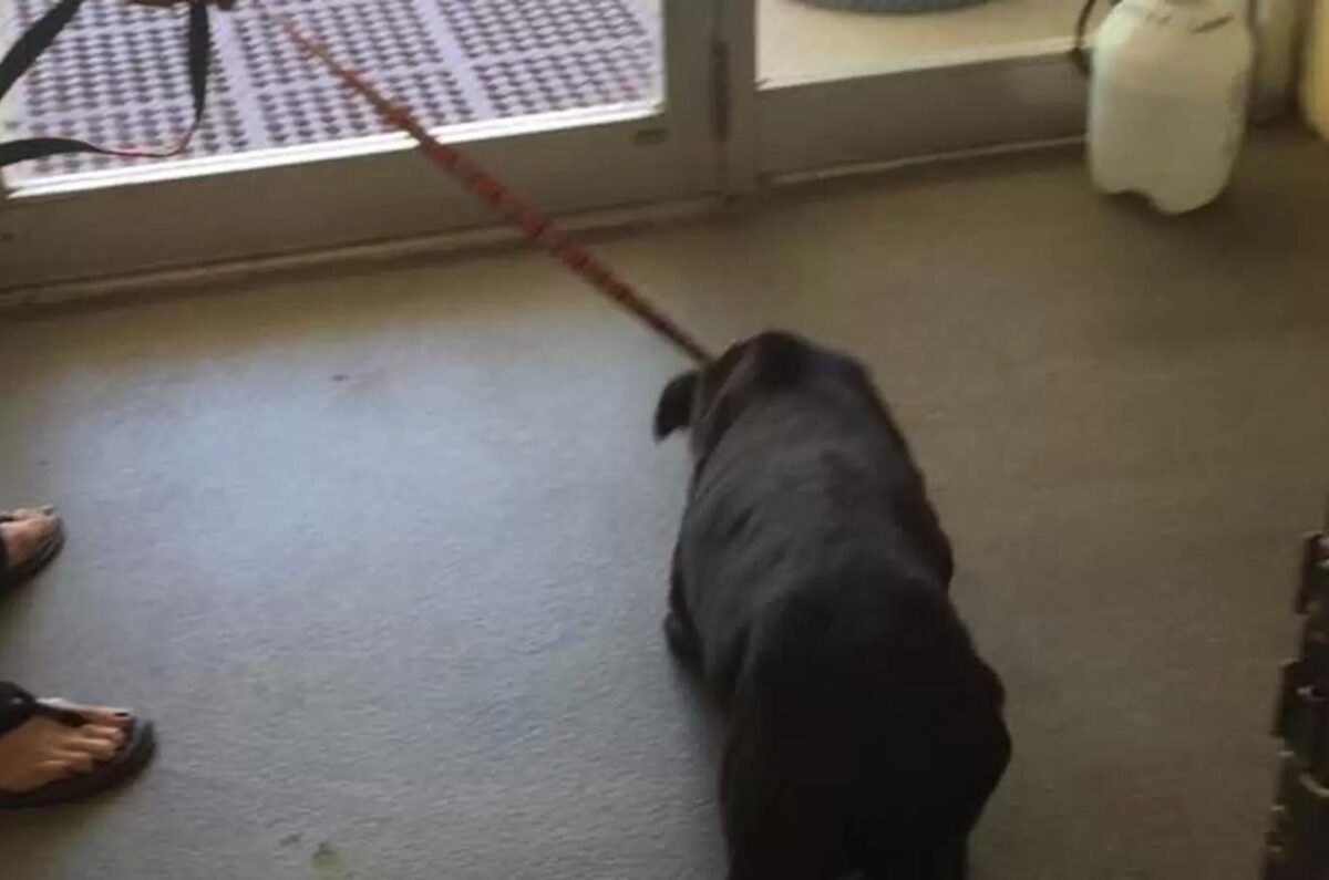 Abused Labrador In North Carolina Shelter Won't Turn Around, Paralyzed ...