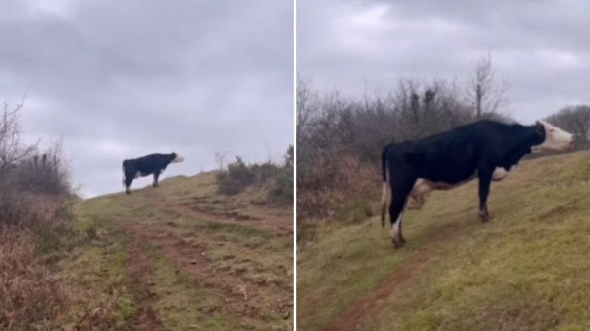 Hiker Hears A Mother Cow Crying For Her Calf And Refuses To Leave ...
