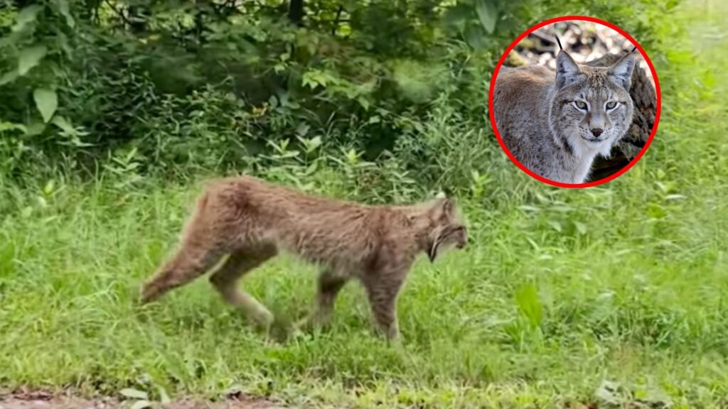 Lucky Man Stumbles Upon Endangered Species That Hasn't Been Spotted In ...