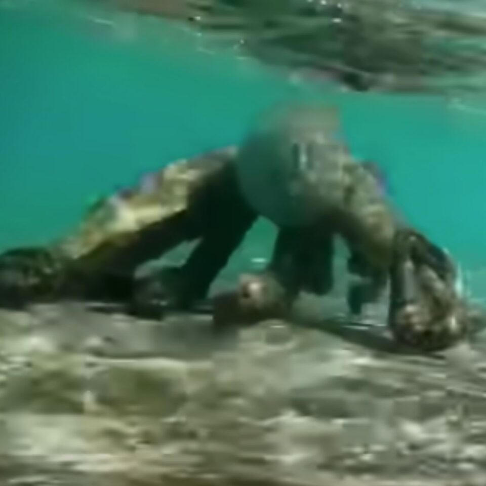 Octopus Finds The Most Heartwarming Way To Thank Its Rescuers After ...