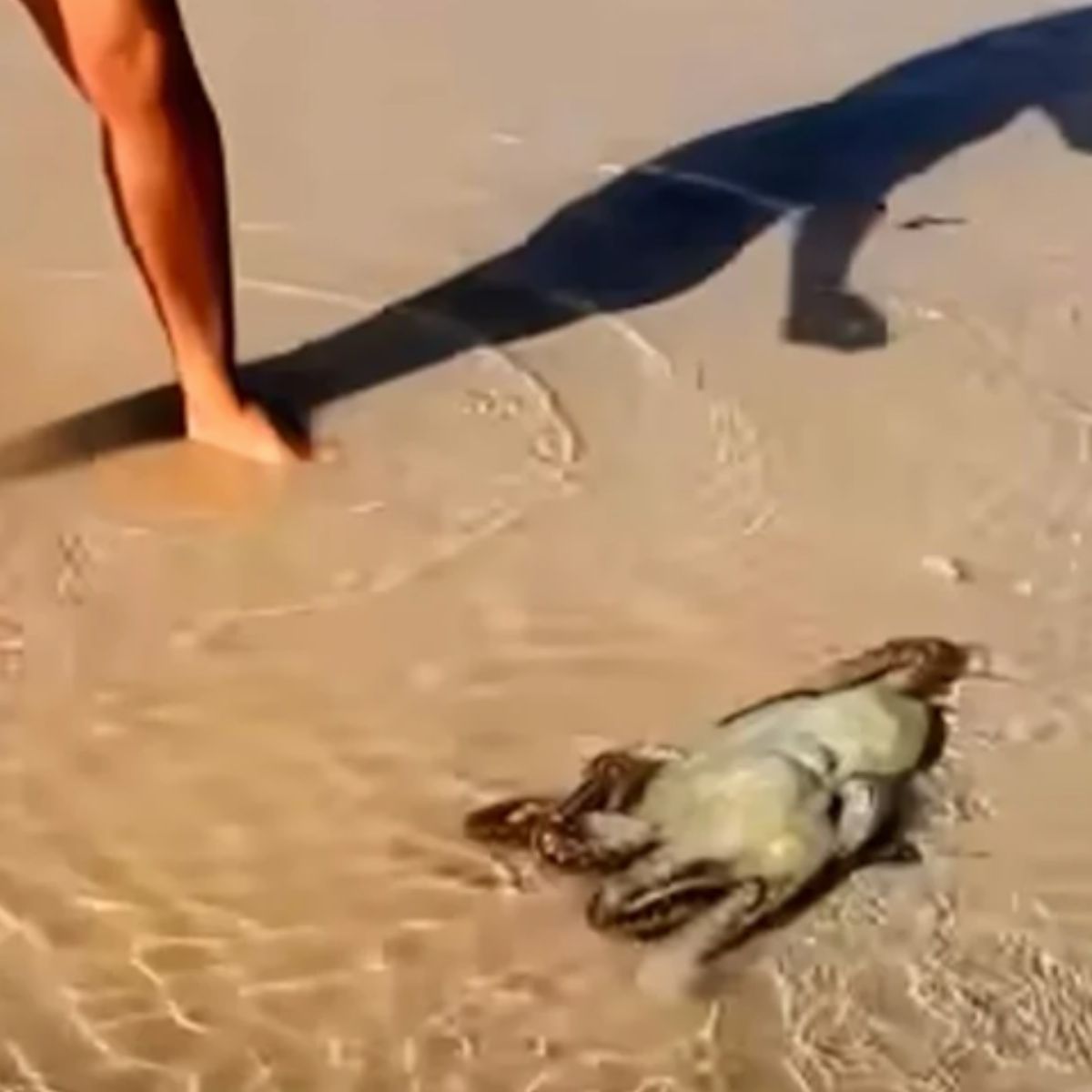 Octopus Finds The Most Heartwarming Way To Thank Its Rescuers After ...